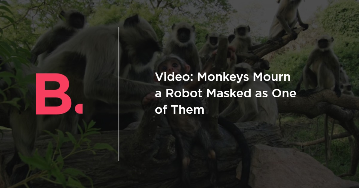 Video: Monkeys Mourn a Robot Masked as One of Them — Bird In Flight