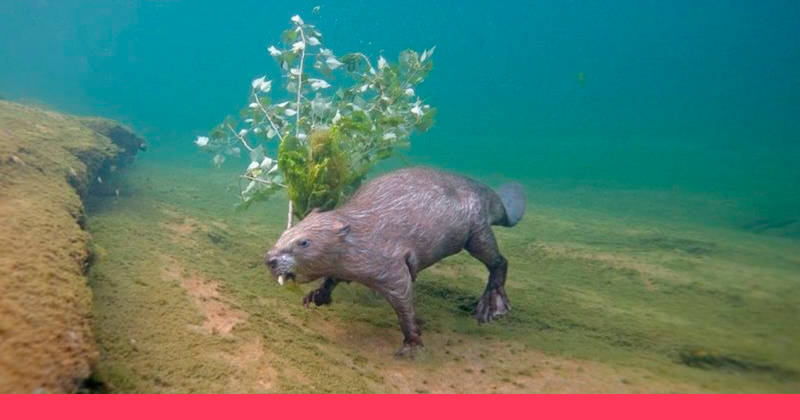 Photographer Went Underwater Every Day for Four Years to Capture a ...